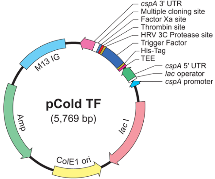 pCold TF载体_质粒图谱 - 优宝生物
